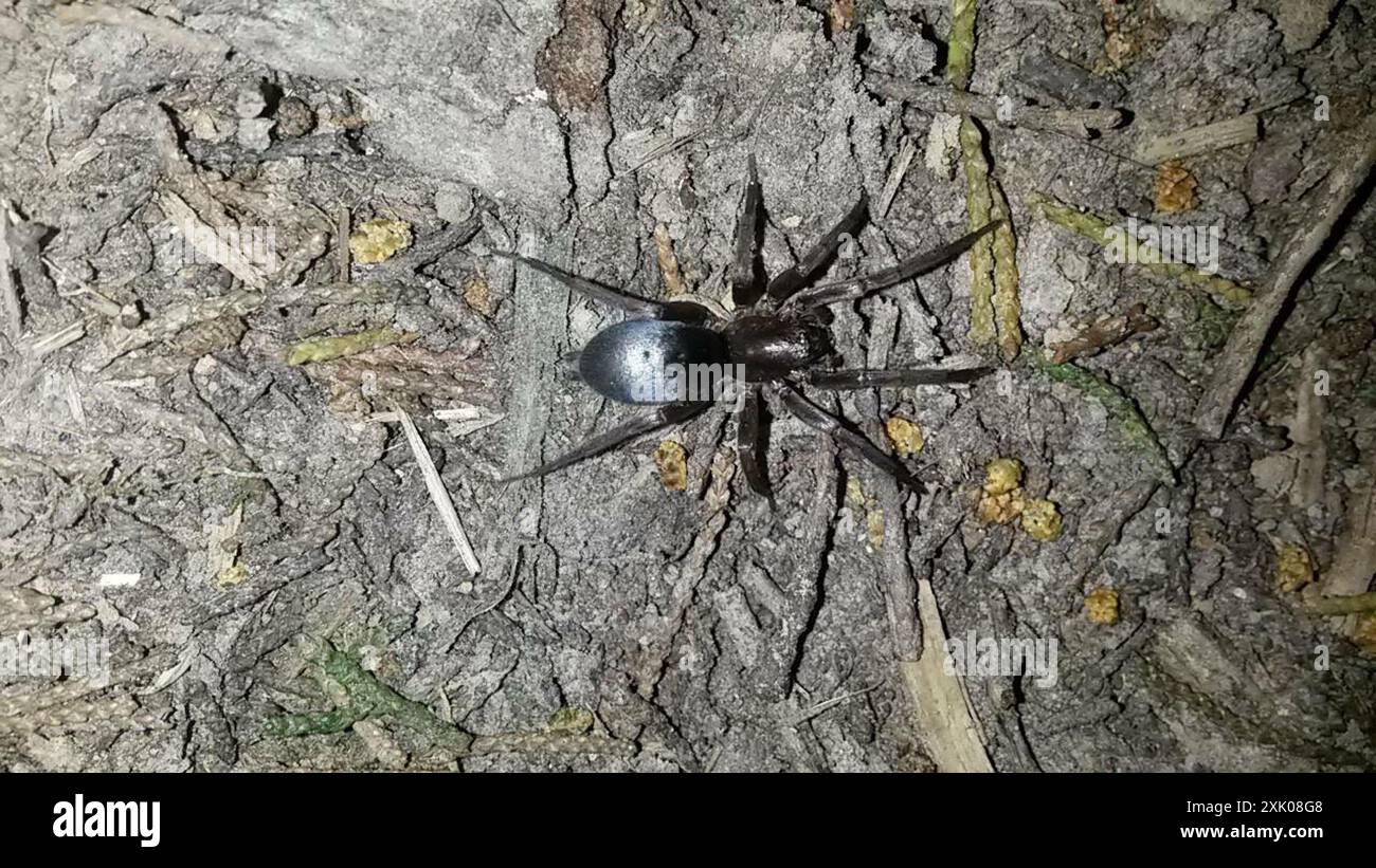 Stealthy Ground Spiders (Gnaphosidae) Arachnida Stock Photo - Alamy