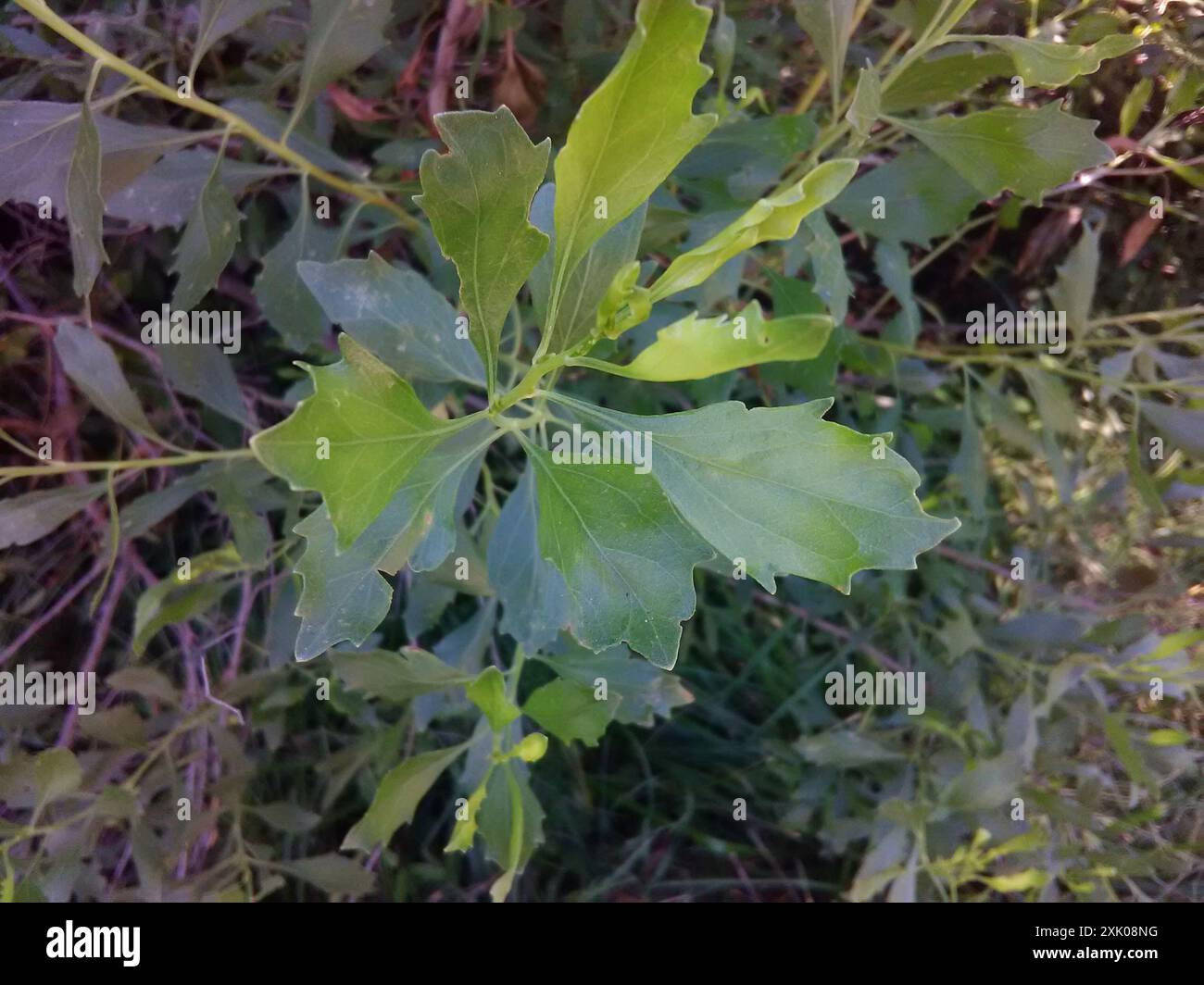 groundsel tree (Baccharis halimifolia) Plantae Stock Photo - Alamy