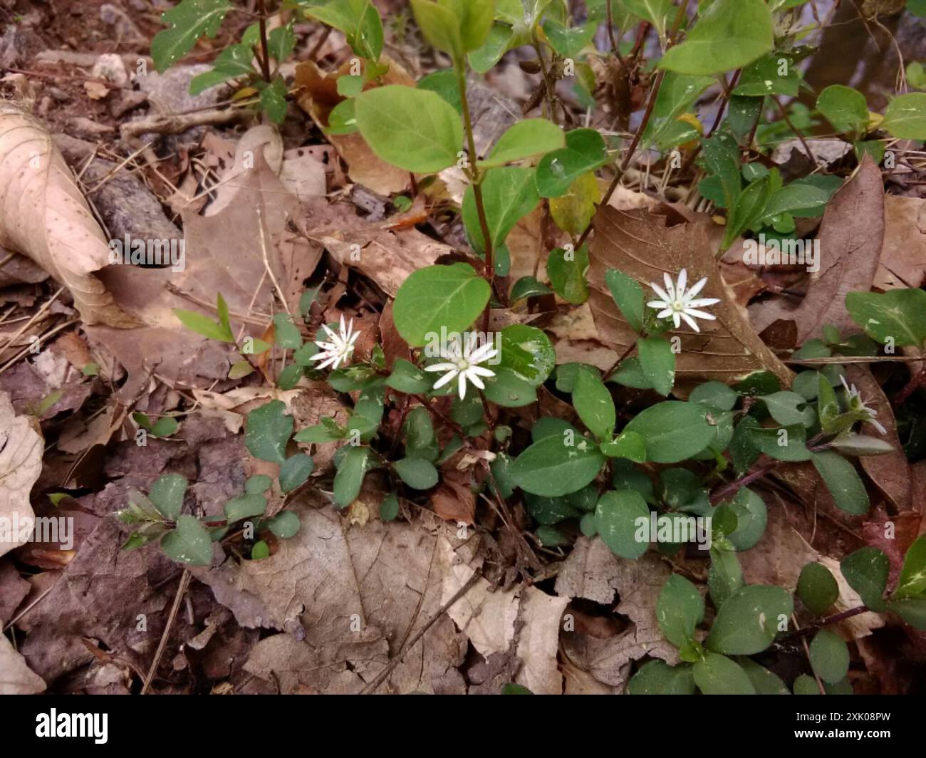 star chickweed (Stellaria pubera) Plantae Stock Photo - Alamy