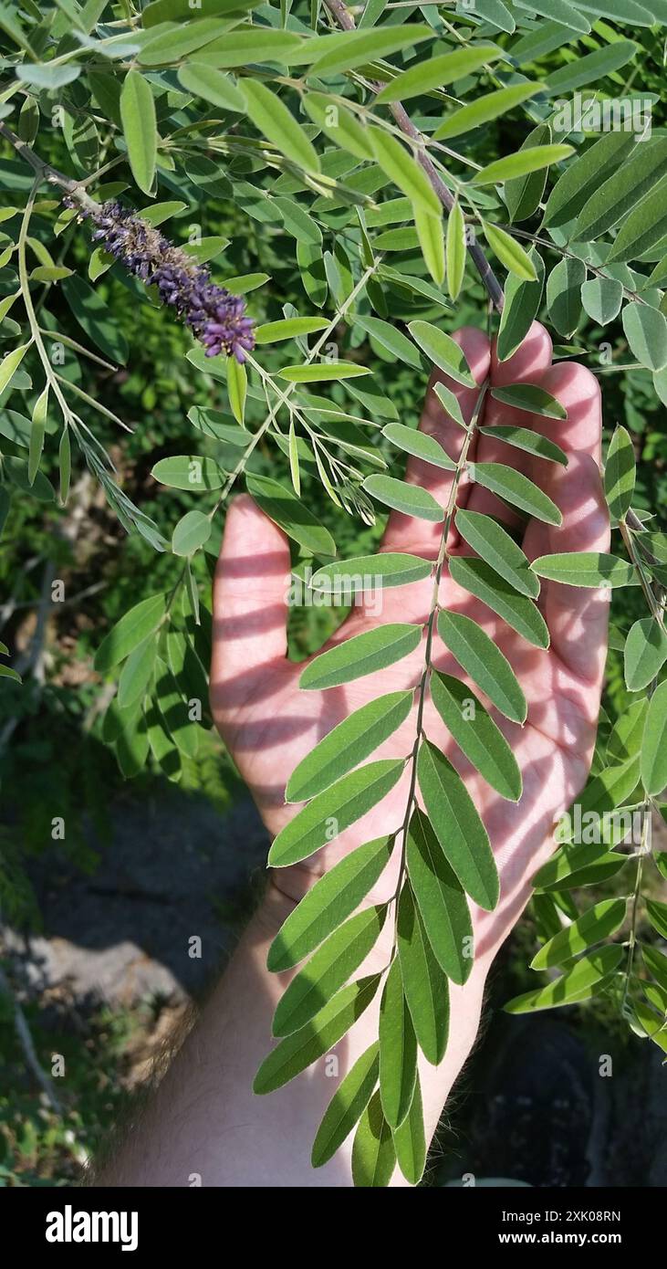 false indigo bush (Amorpha fruticosa) Plantae Stock Photo - Alamy