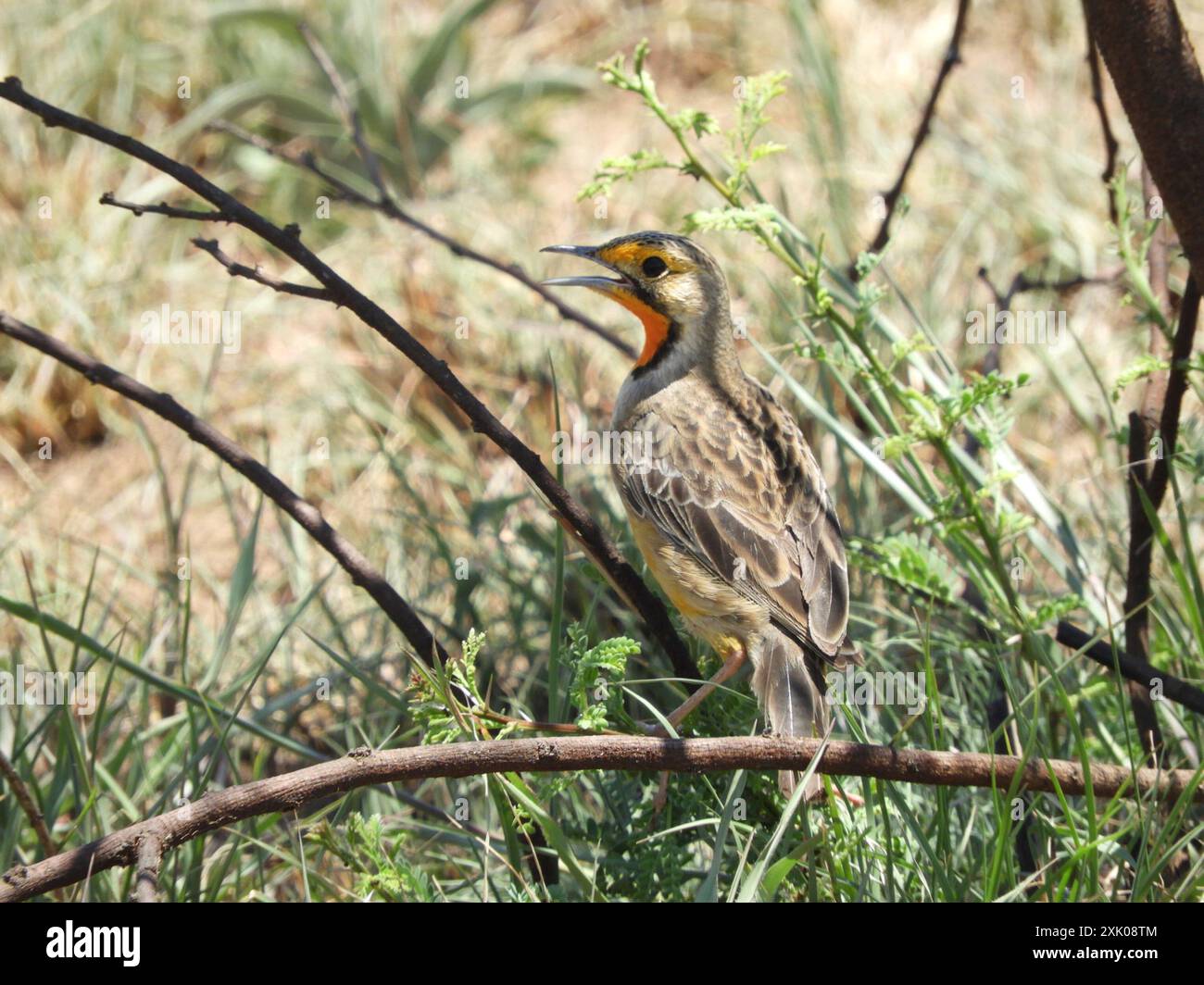 Orange-throated Longclaw (Macronyx capensis) Aves Stock Photo - Alamy