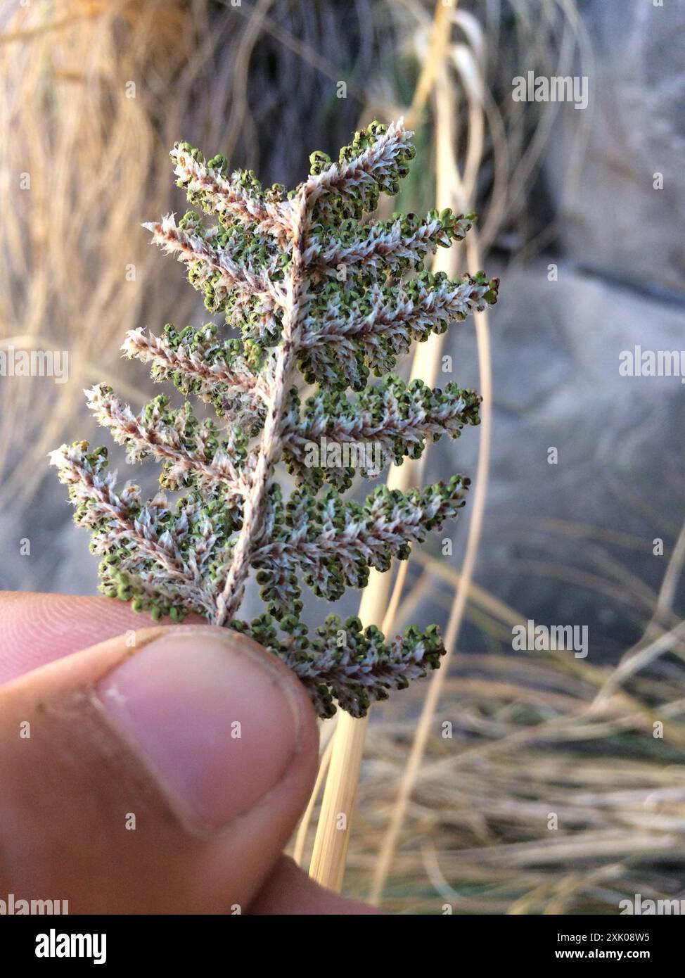 Villous Lipfern (Myriopteris windhamii) Plantae Stock Photo - Alamy