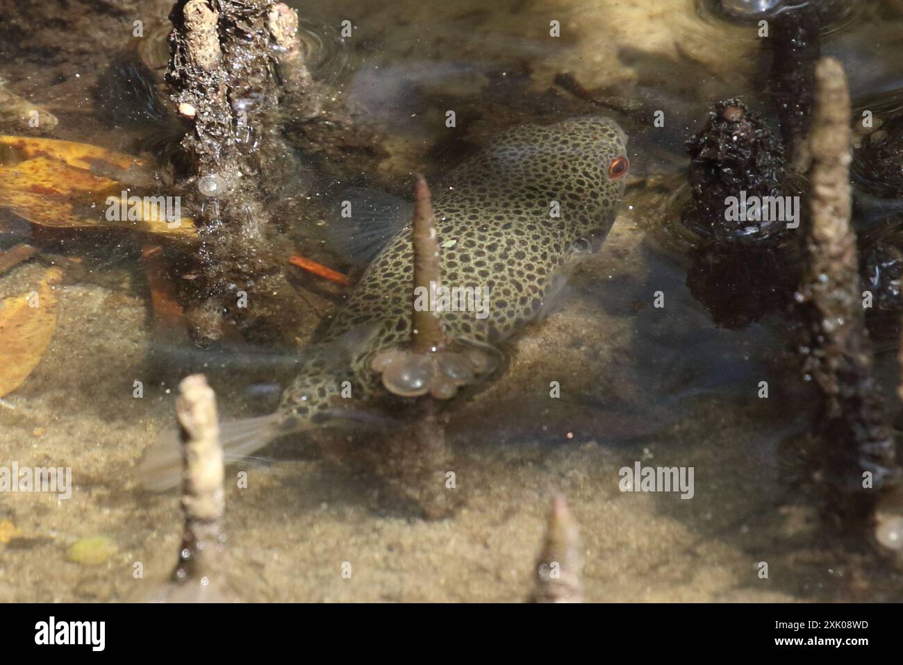 Common Toadfish (Tetractenos hamiltoni) Actinopterygii Stock Photo - Alamy