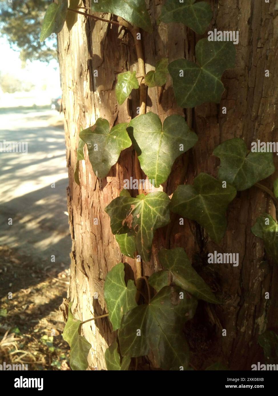 common ivy (Hedera helix) Plantae Stock Photo - Alamy