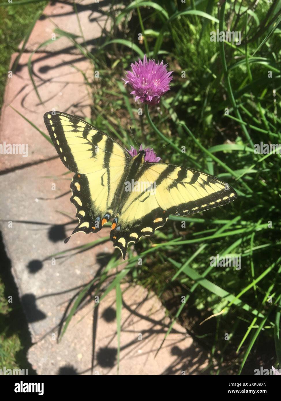 Canadian Tiger Swallowtail (Papilio canadensis) Insecta Stock Photo - Alamy
