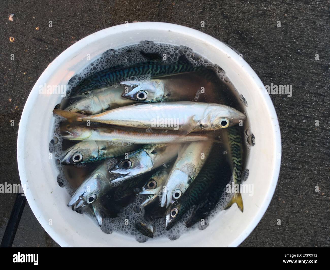 Pacific Chub Mackerel (Scomber japonicus) Actinopterygii Stock Photo ...