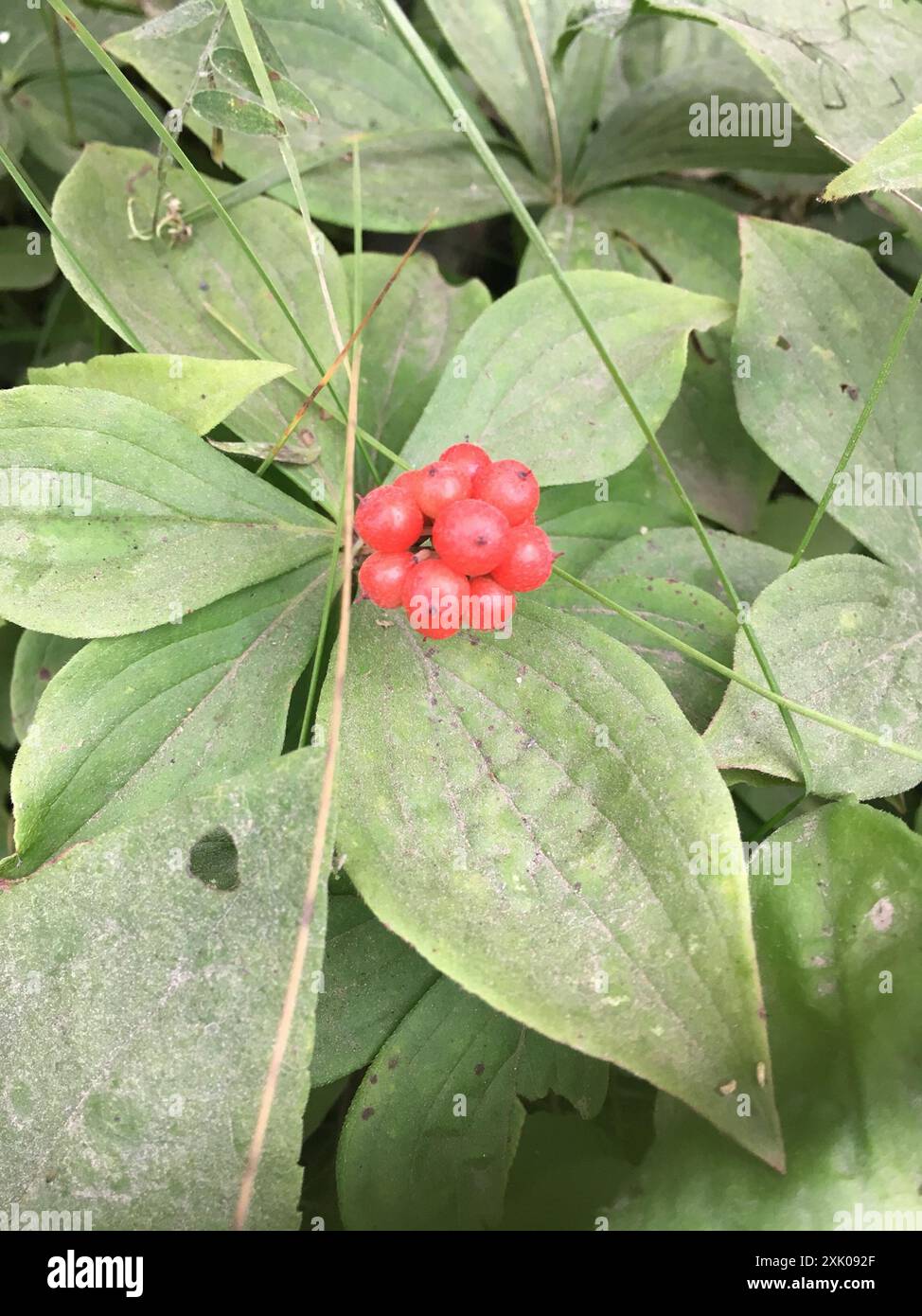 Canadian bunchberry (Cornus canadensis) Plantae Stock Photo - Alamy