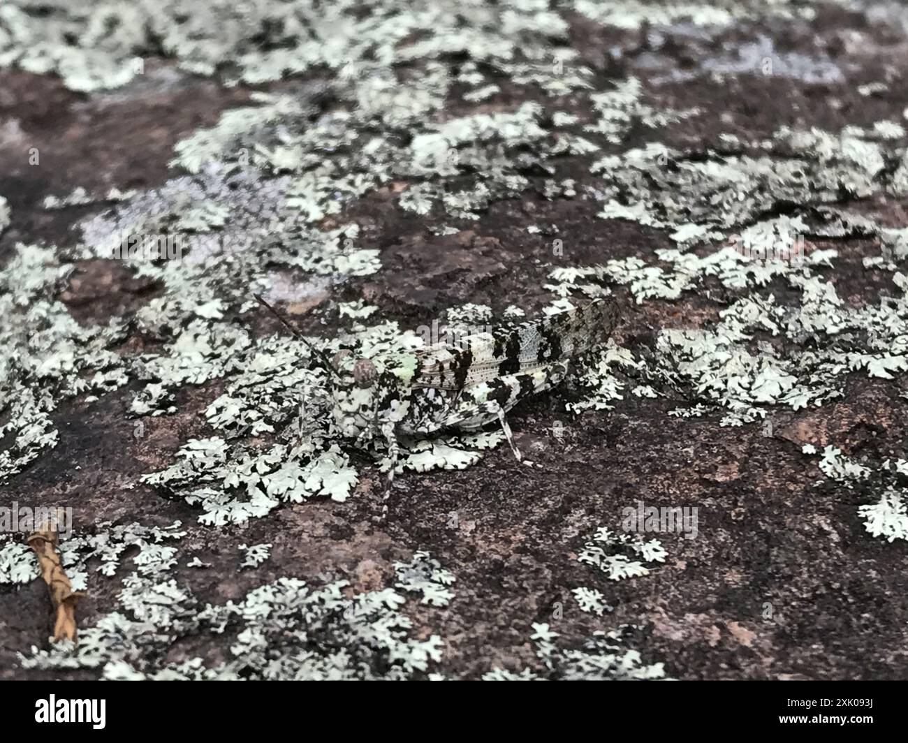 Lichen Grasshopper (Trimerotropis saxatilis) Insecta Stock Photo - Alamy