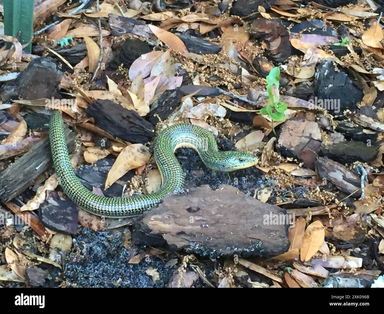 Eastern Glass Lizard (Ophisaurus ventralis) Reptilia Stock Photo - Alamy