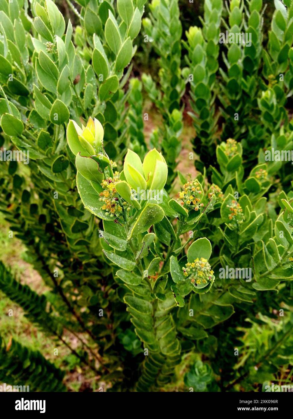 Cape Sumach (Colpoon compressum) Plantae Stock Photo - Alamy