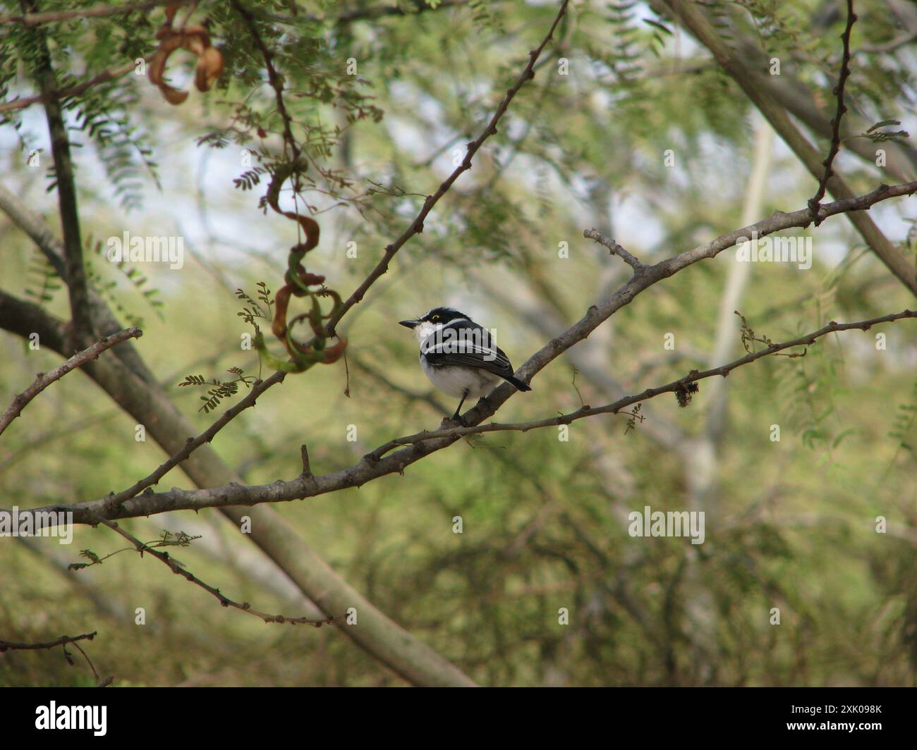 Batis senegalensis hi-res stock photography and images - Alamy