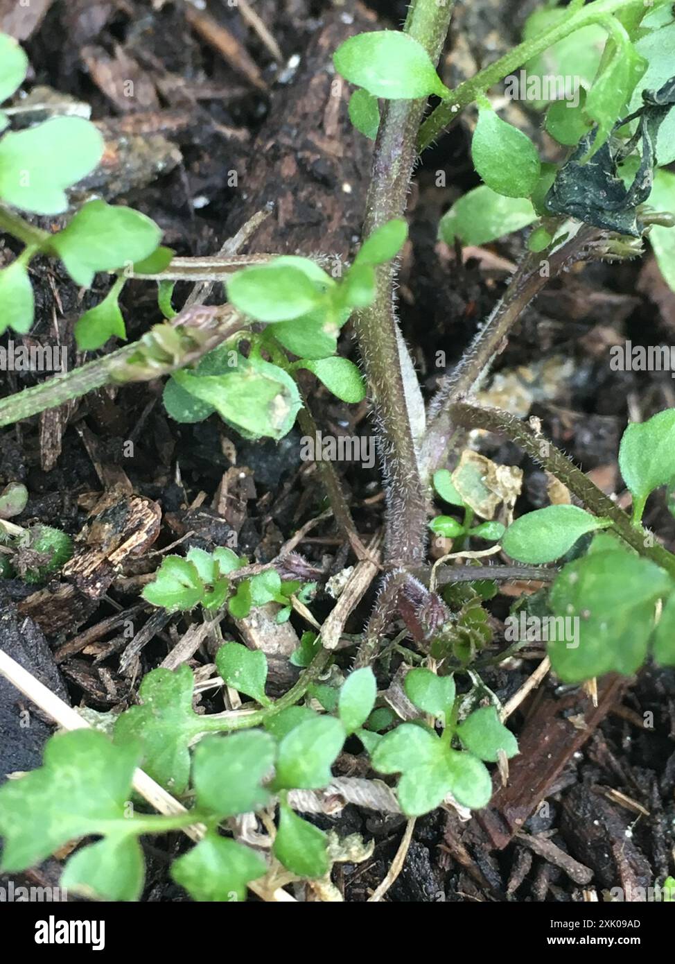 Bittercresses and Toothworts (Cardamine) Plantae Stock Photo - Alamy