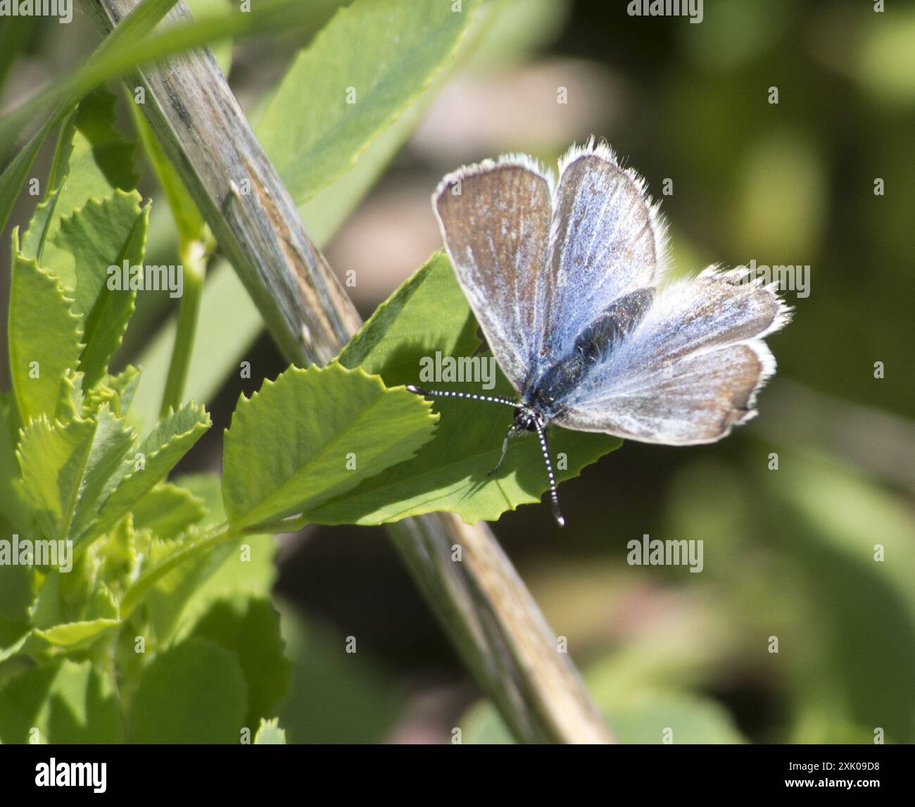 Pacific Azure (Celastrina echo echo) Insecta Stock Photo - Alamy