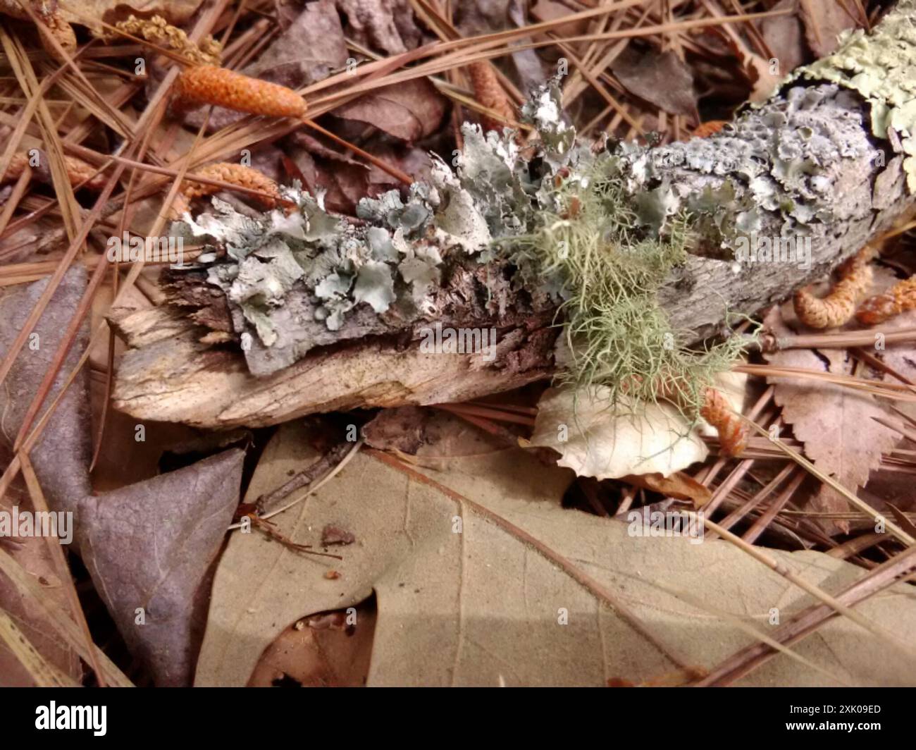 Ruffle Lichens (Parmotrema) Fungi Stock Photo - Alamy