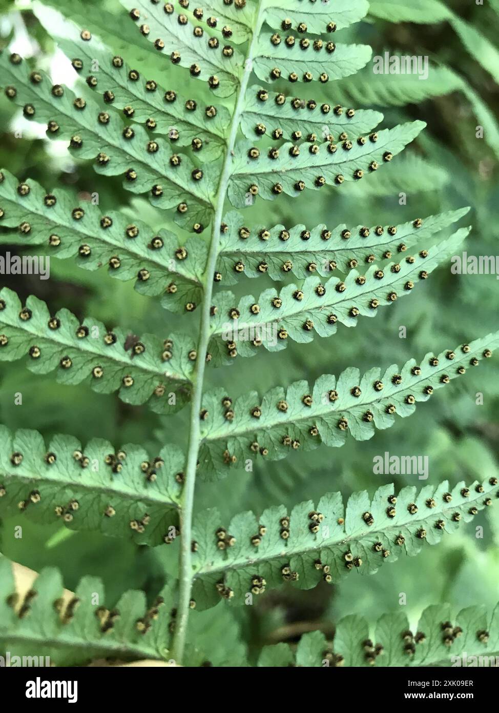 marginal wood fern (Dryopteris marginalis) Plantae Stock Photo - Alamy