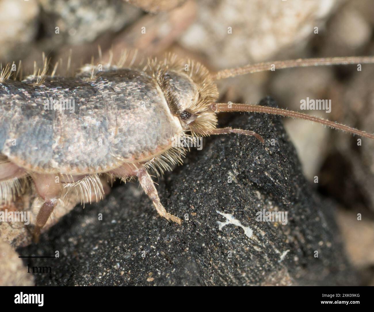 Typical Silverfishes (Lepismatidae) Insecta Stock Photo - Alamy
