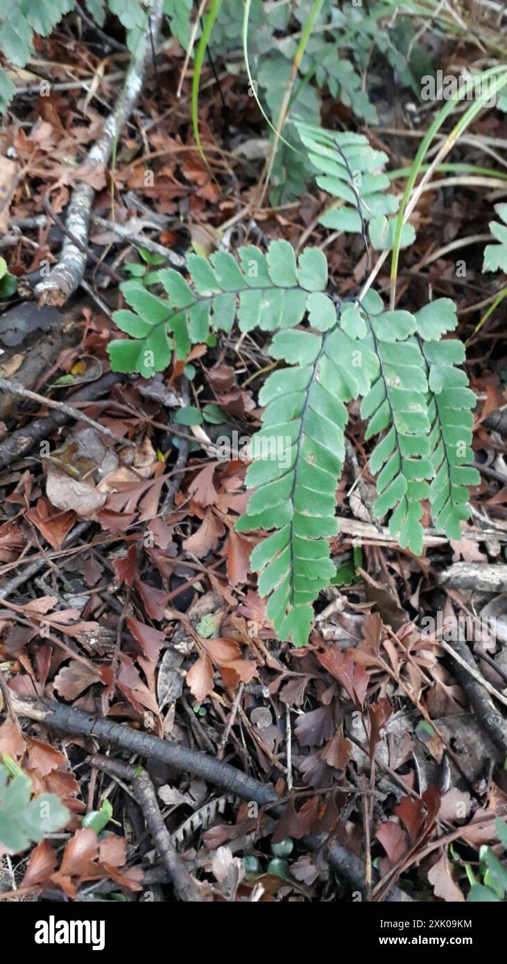 Cunningham's maidenhair (Adiantum cunninghamii) Plantae Stock Photo - Alamy
