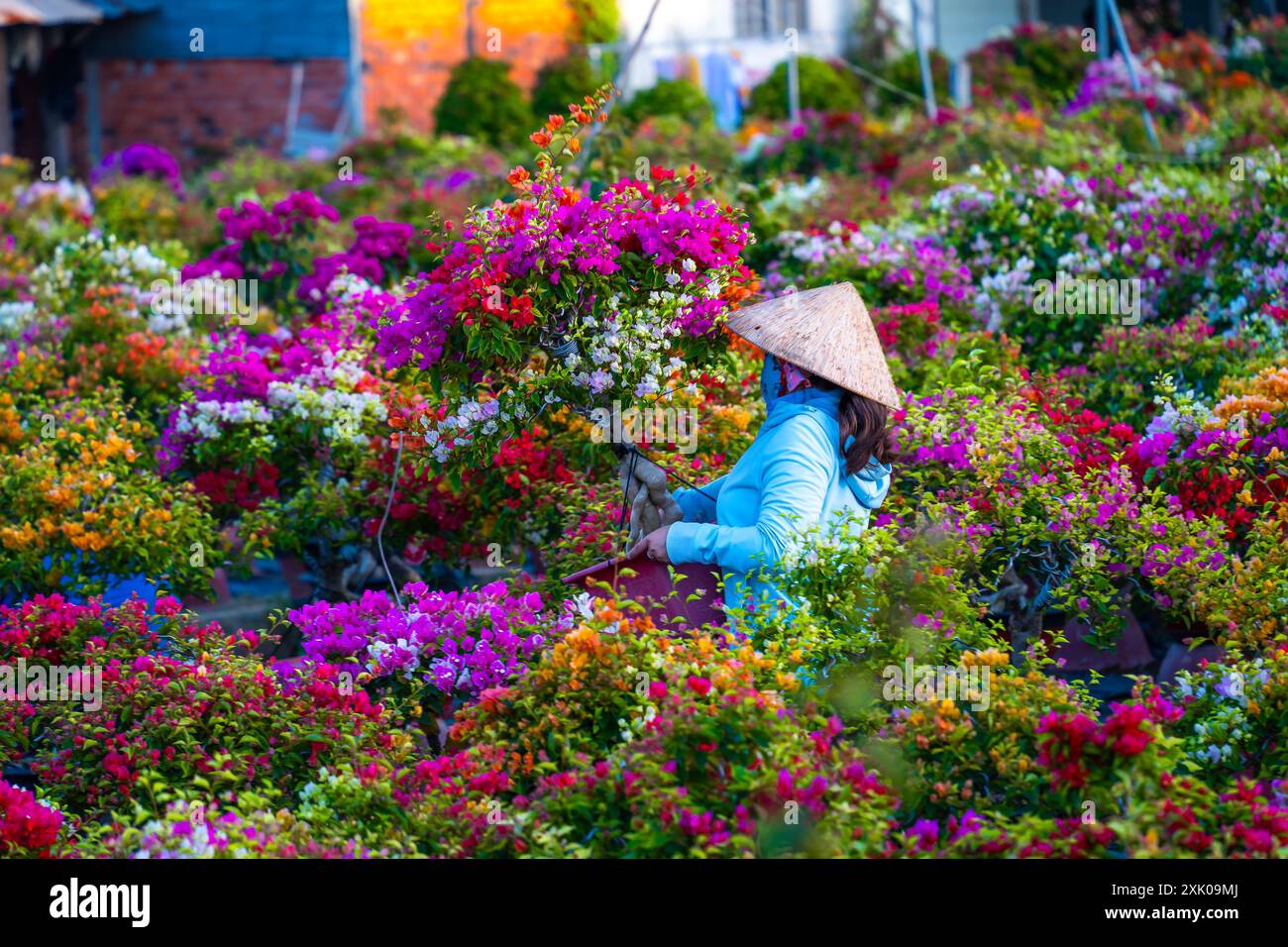 Drum village of bougainvillea blooms throughout Cho Lach flower garden ...
