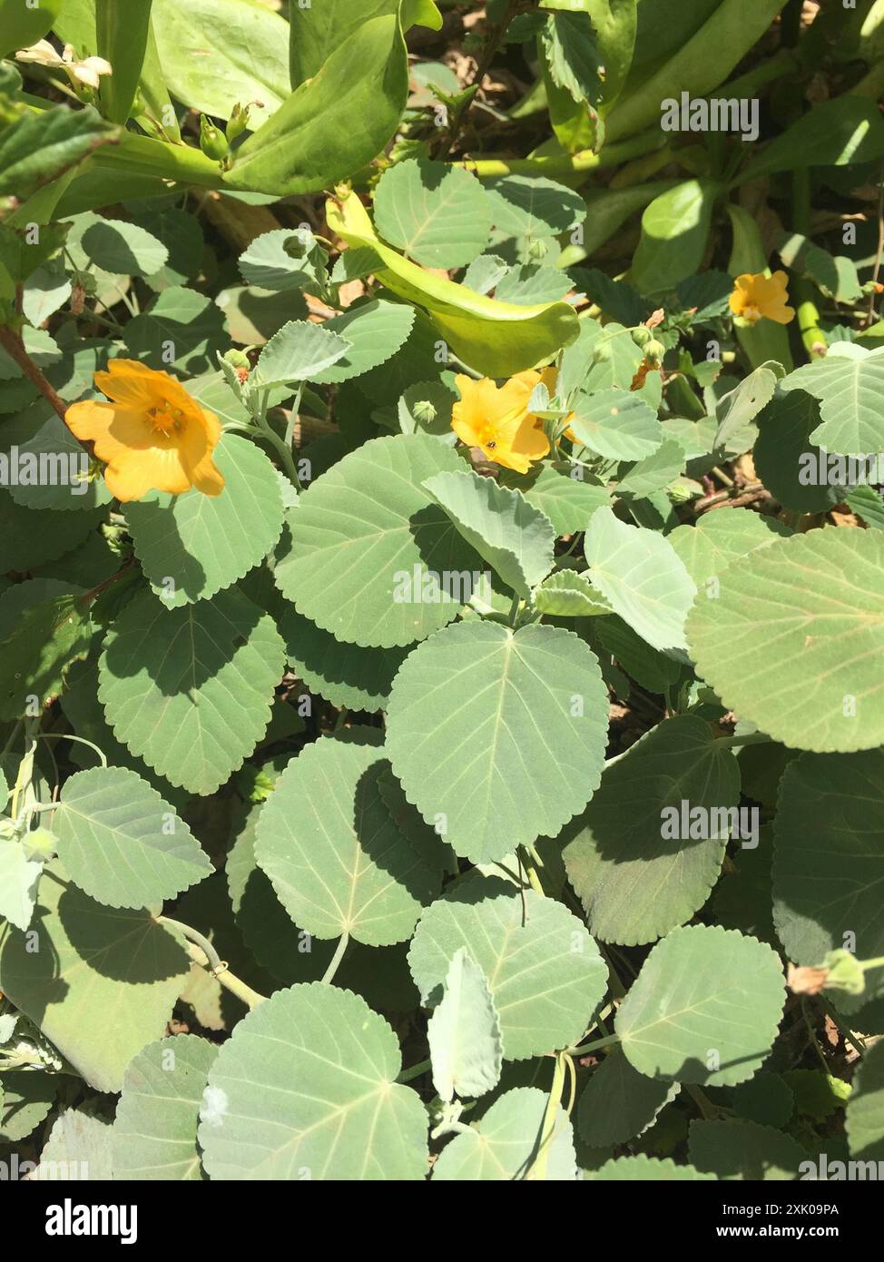 Sida fallax hi-res stock photography and images - Alamy