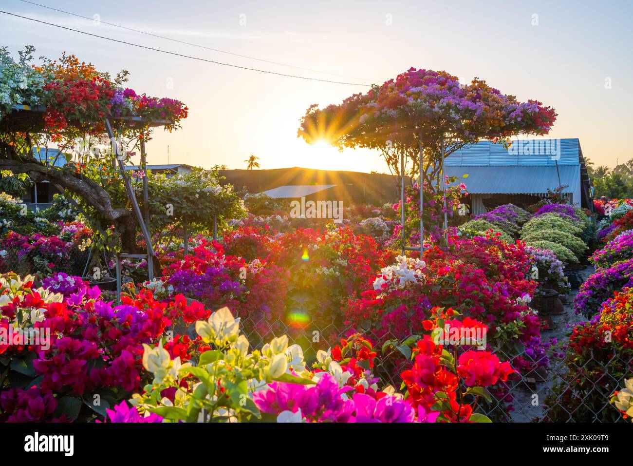 Drum village of bougainvillea blooms throughout Cho Lach flower garden ...