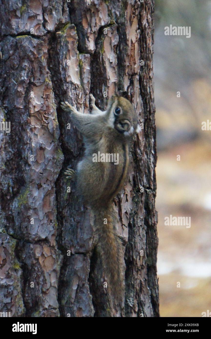 Swinhoe's Striped Squirrel (Tamiops swinhoei) Mammalia Stock Photo - Alamy