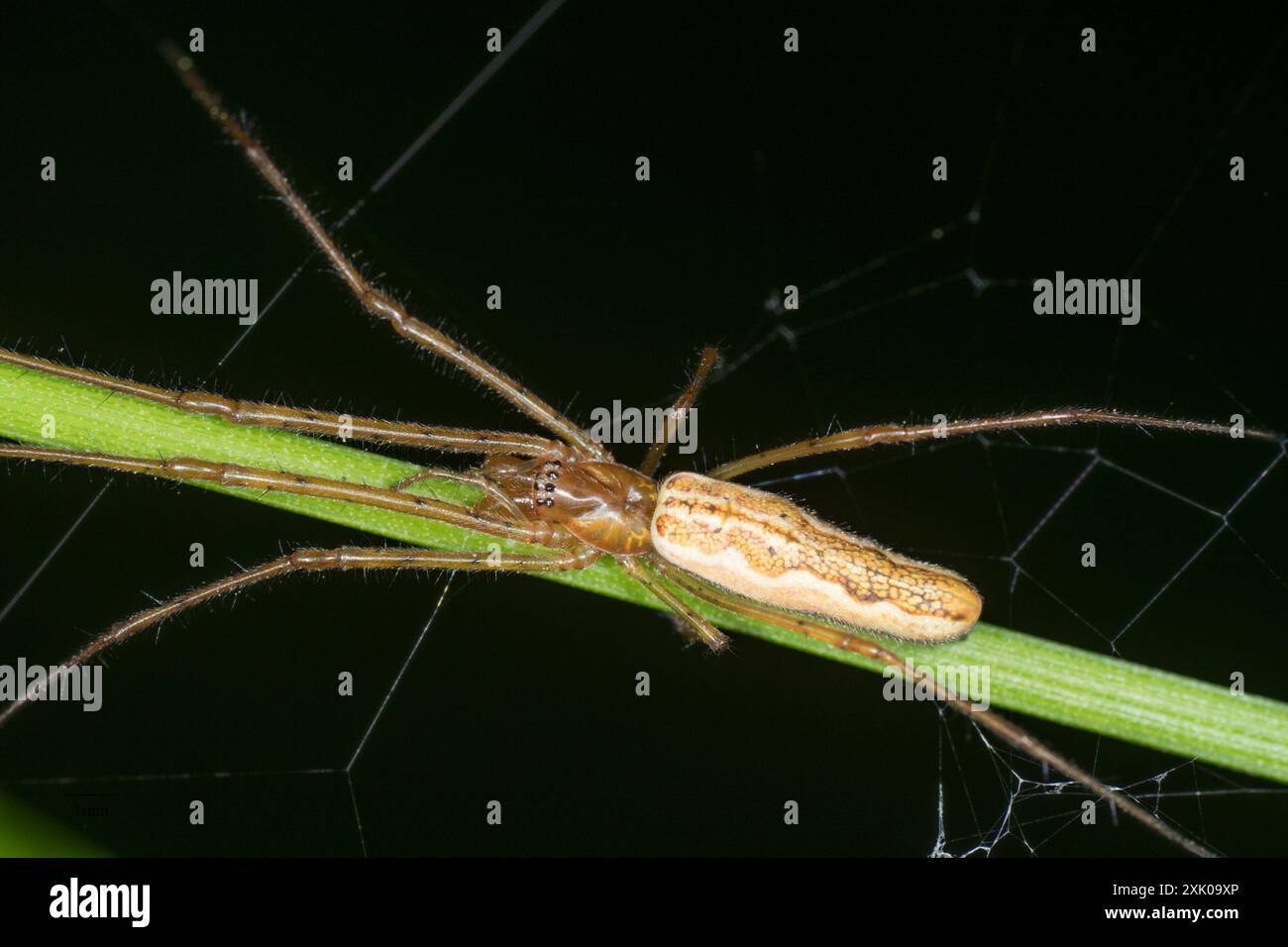 Stretch Spiders (Tetragnatha) Arachnida Stock Photo - Alamy