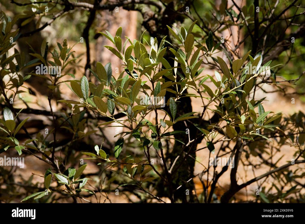 silverleaf oak (Quercus hypoleucoides) Plantae Stock Photo - Alamy