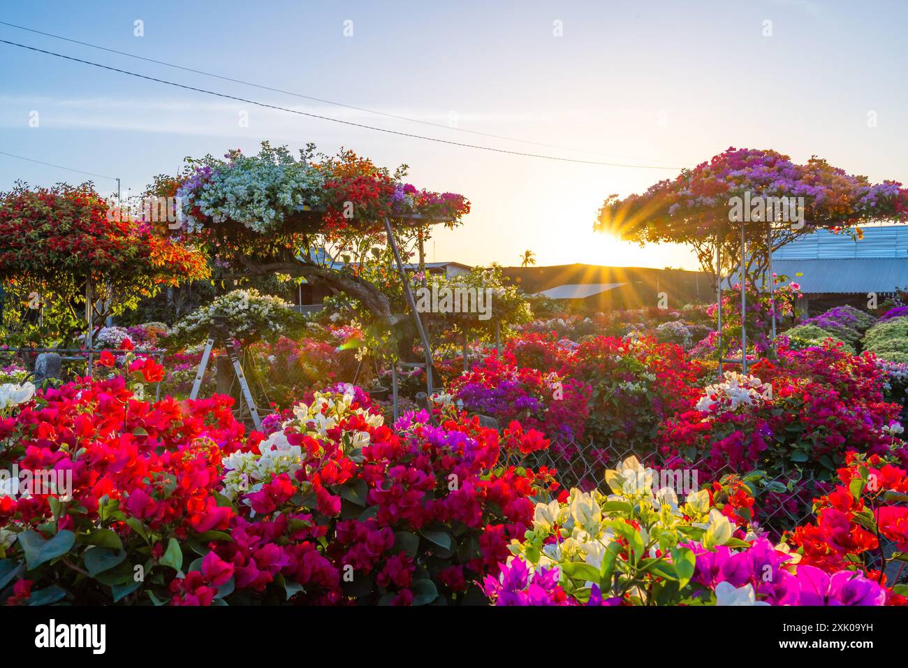 Drum village of bougainvillea blooms throughout Cho Lach flower garden ...
