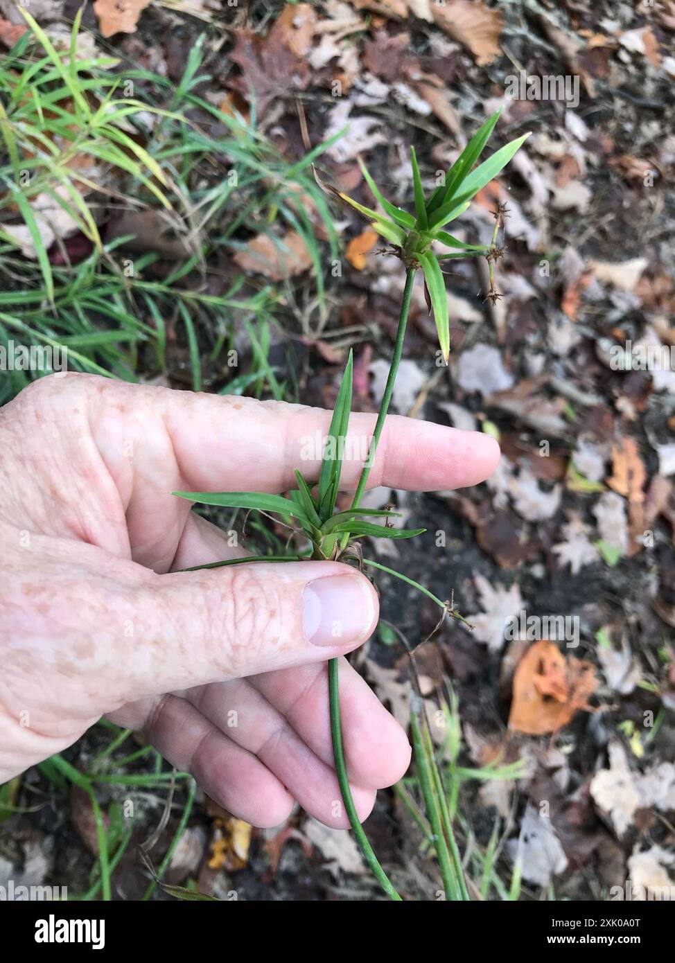 Three-way Sedge (Dulichium arundinaceum) Plantae Stock Photo - Alamy