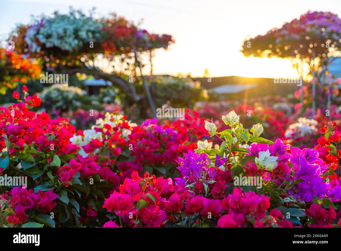 Drum village of bougainvillea blooms throughout Cho Lach flower garden ...