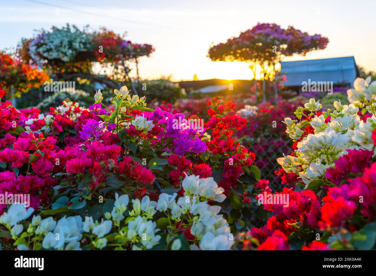 Drum village of bougainvillea blooms throughout Cho Lach flower garden ...