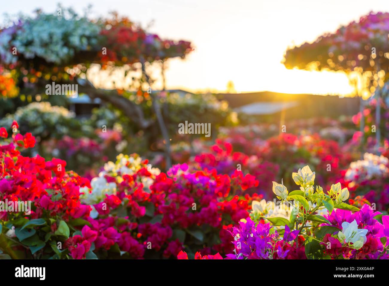 Drum village of bougainvillea blooms throughout Cho Lach flower garden ...