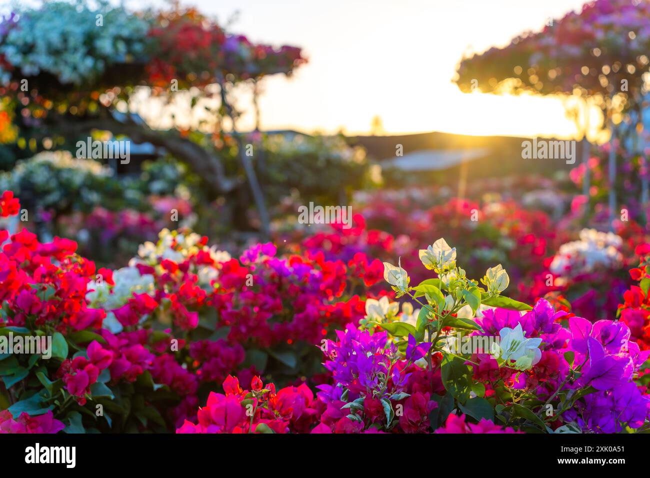 Drum village of bougainvillea blooms throughout Cho Lach flower garden ...