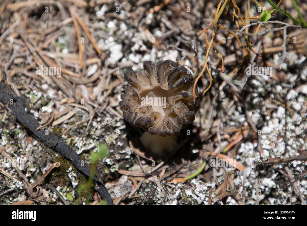 true morels (Morchella) Fungi Stock Photo - Alamy