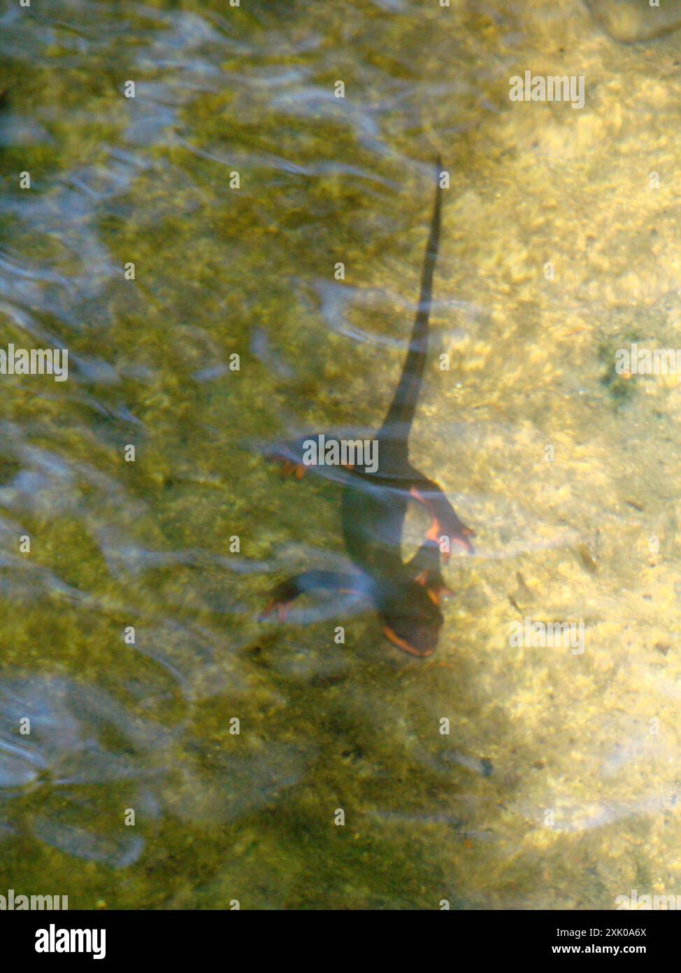 Red-bellied Newt (Taricha rivularis) Amphibia Stock Photo - Alamy