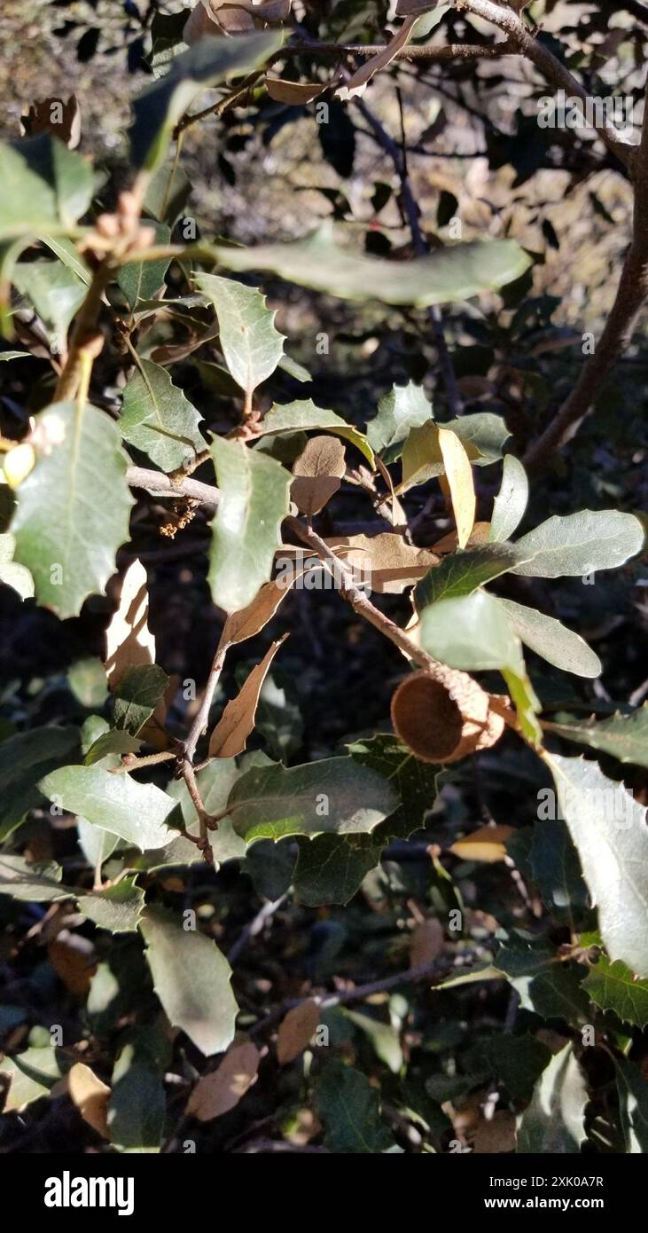 California scrub oak (Quercus berberidifolia) Plantae Stock Photo - Alamy