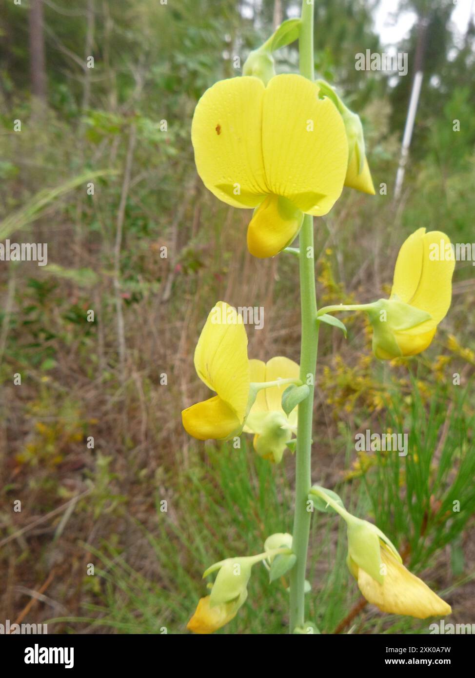 Showy Rattlebox (Crotalaria spectabilis) Plantae Stock Photo - Alamy