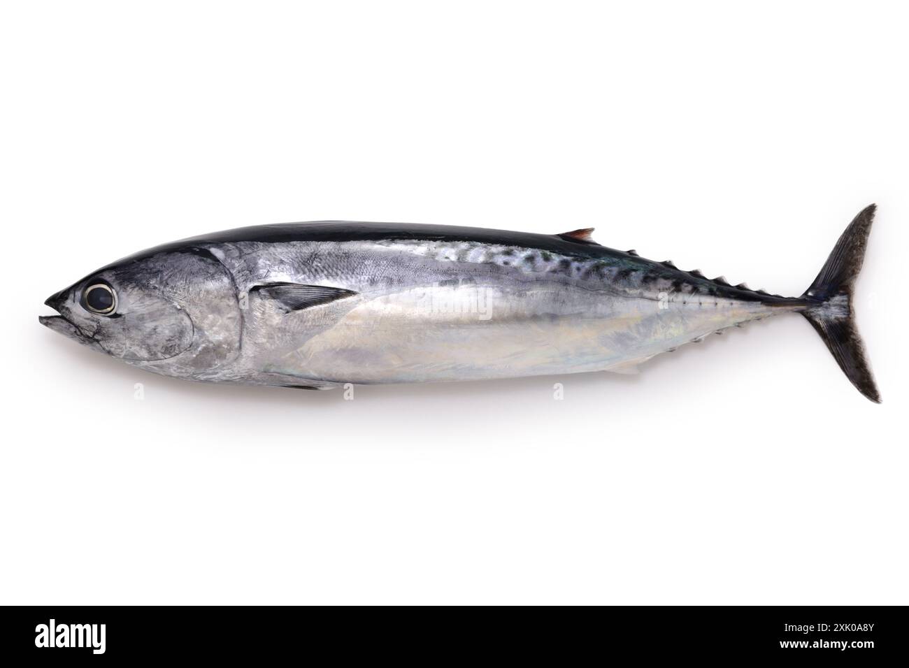 bullet tuna(auxis rochei) isolated on white background Stock Photo - Alamy