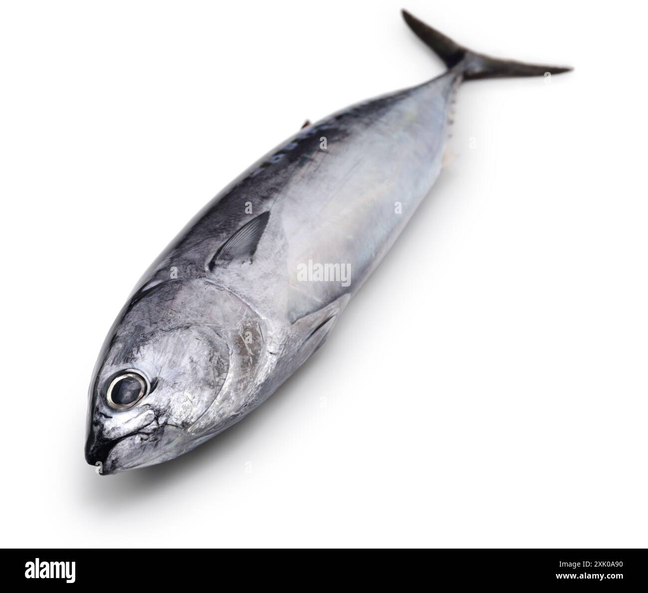 bullet tuna(auxis rochei) isolated on white background Stock Photo - Alamy