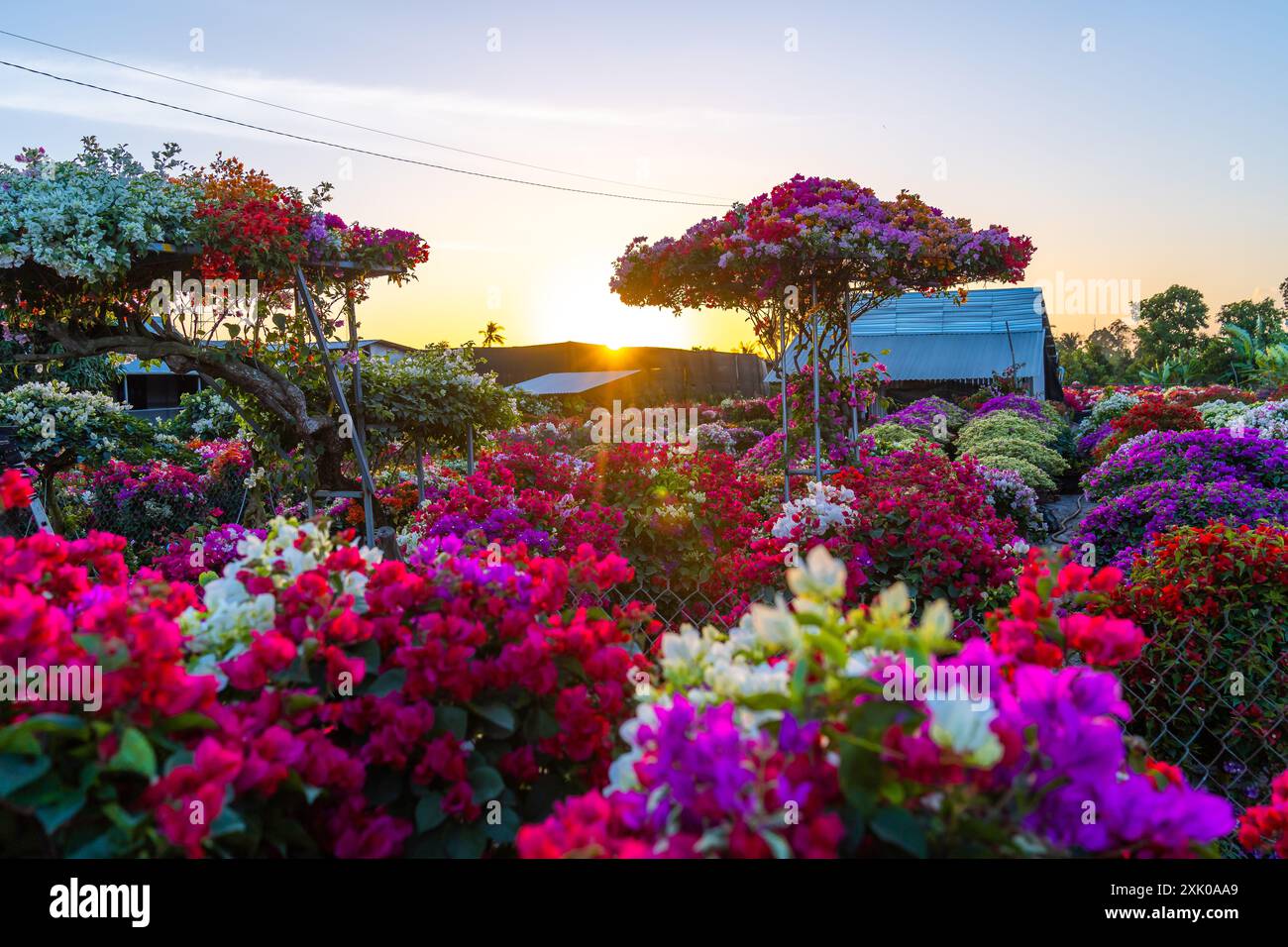 Drum village of bougainvillea blooms throughout Cho Lach flower garden ...