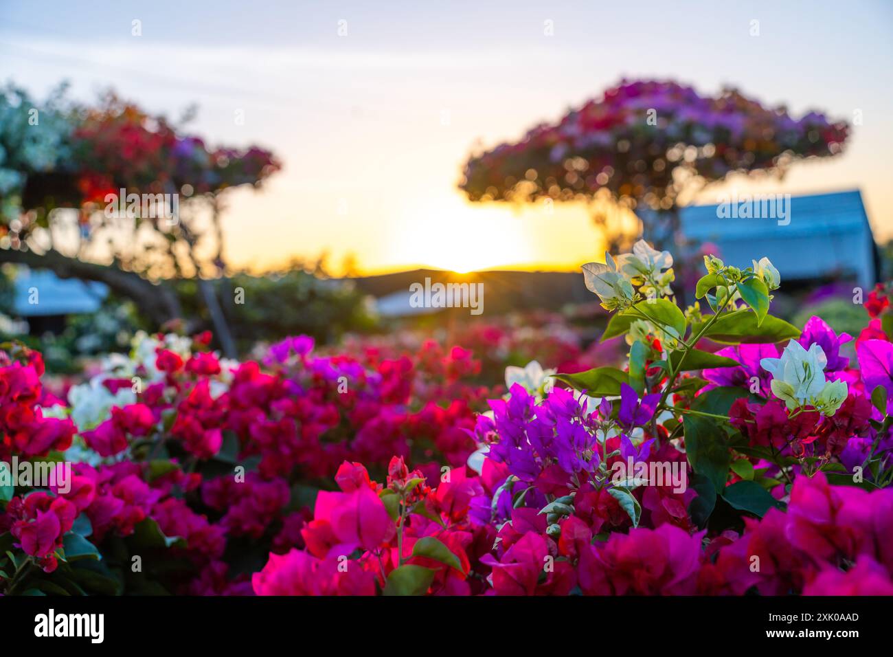 Drum village of bougainvillea blooms throughout Cho Lach flower garden ...