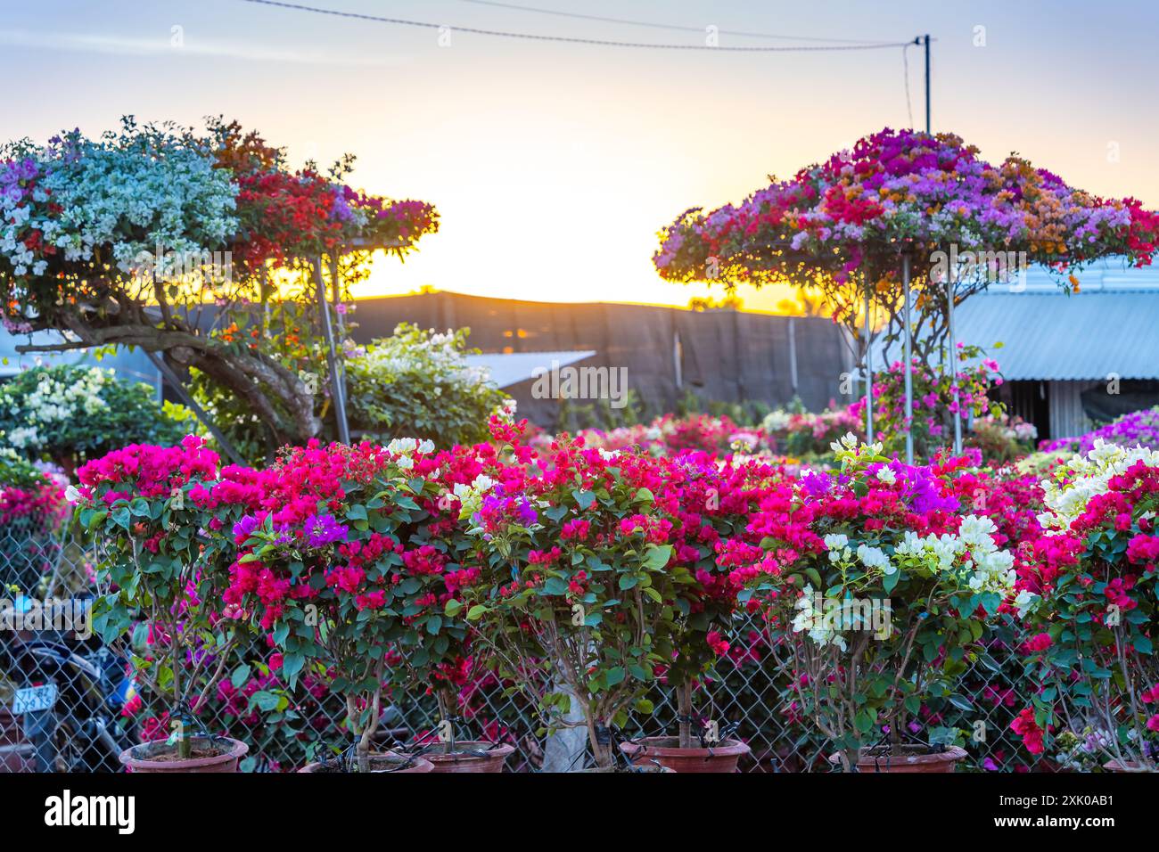 Drum village of bougainvillea blooms throughout Cho Lach flower garden ...
