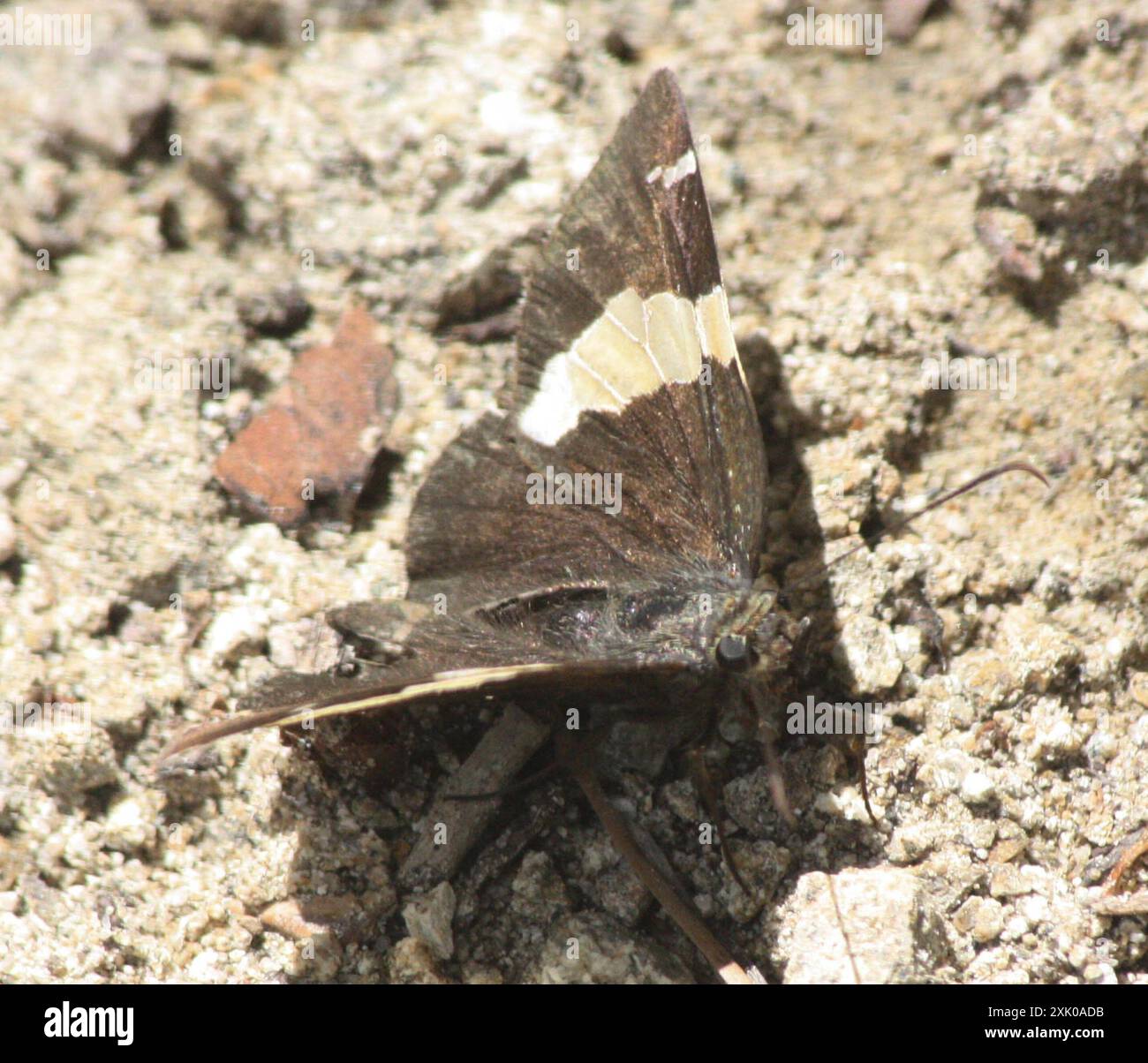 Telegonus cellus hi-res stock photography and images - Alamy