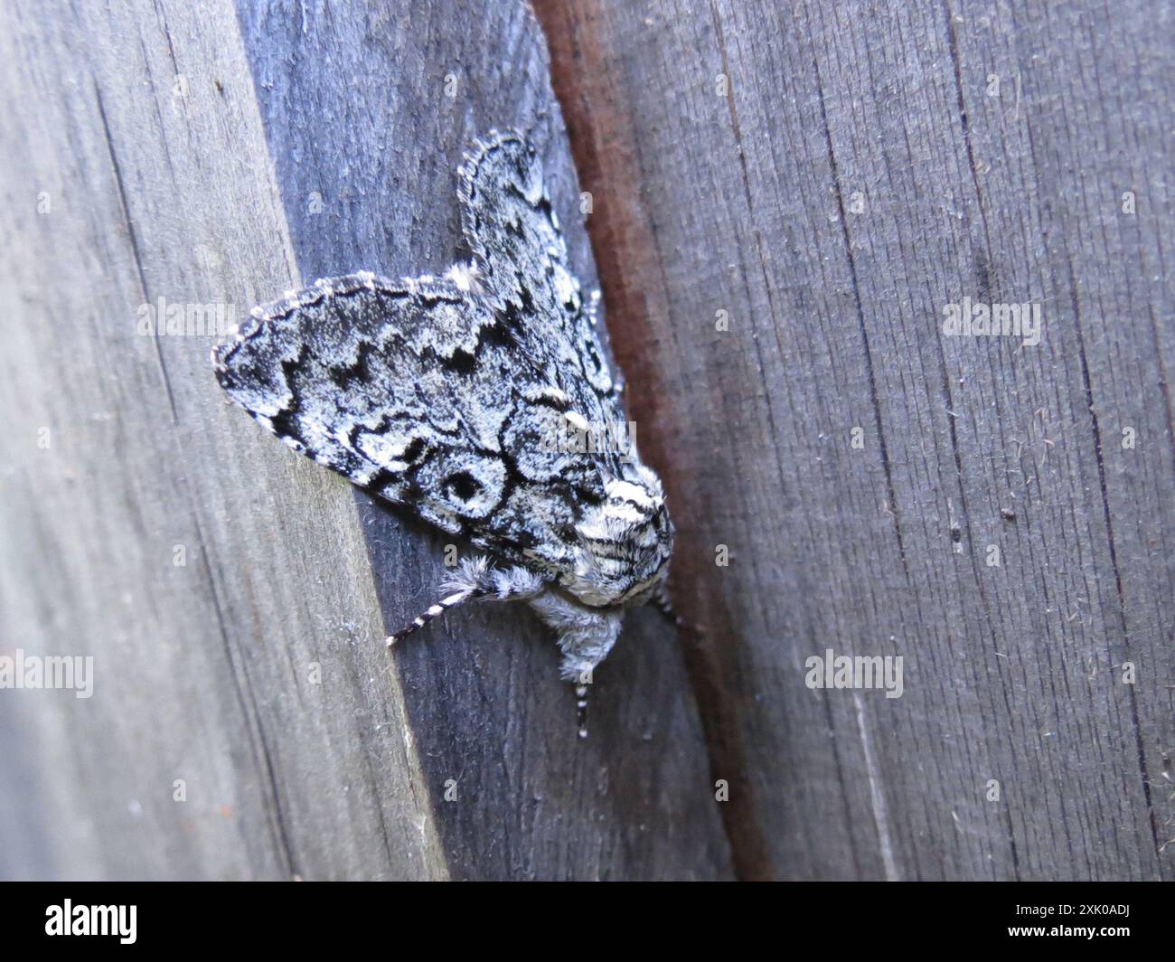 Laugher Moth (Charadra deridens) Insecta Stock Photo - Alamy