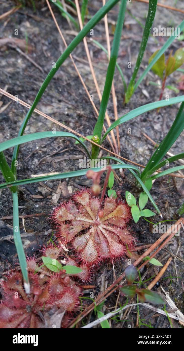 dwarf sundew (Drosera brevifolia) Plantae Stock Photo - Alamy
