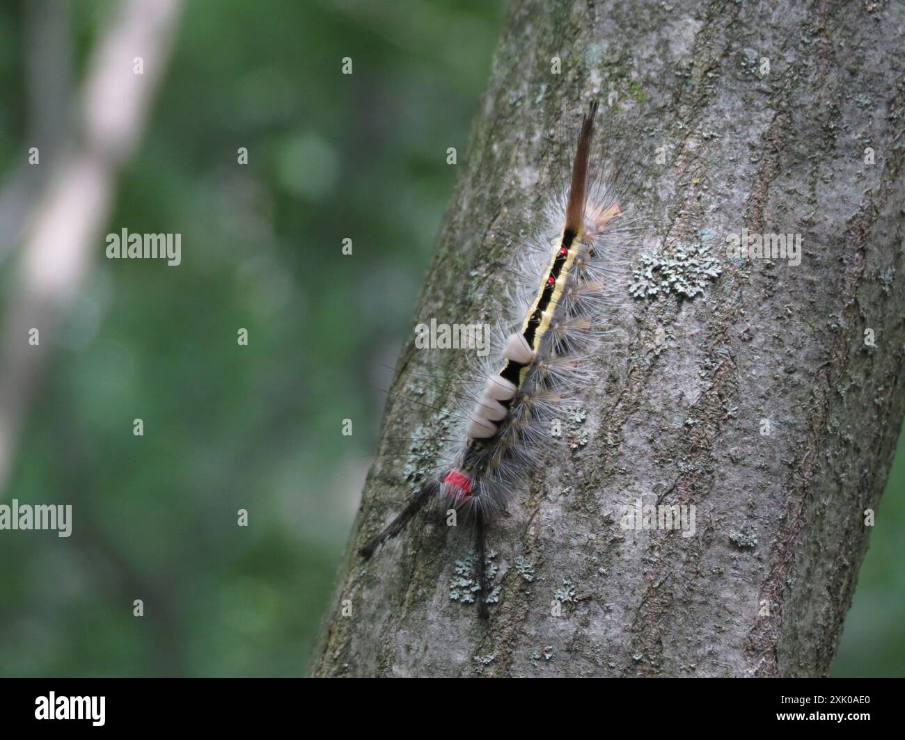 White-marked Tussock Moth (Orgyia leucostigma) Insecta Stock Photo - Alamy