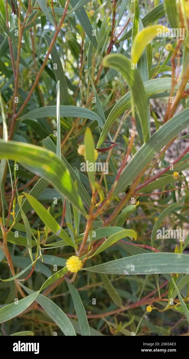 Acacia cyclops hi-res stock photography and images - Alamy
