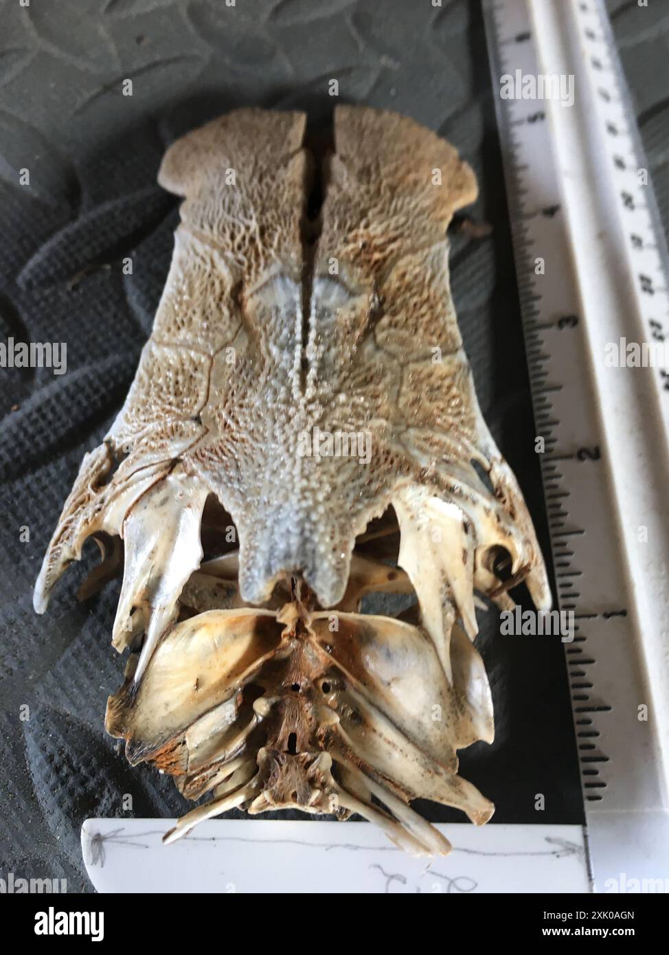 Gafftopsail Catfish (Bagre marinus) Actinopterygii Stock Photo - Alamy