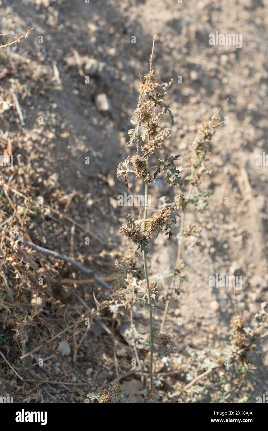 Flatspine Bursage (Ambrosia acanthicarpa) Plantae Stock Photo - Alamy