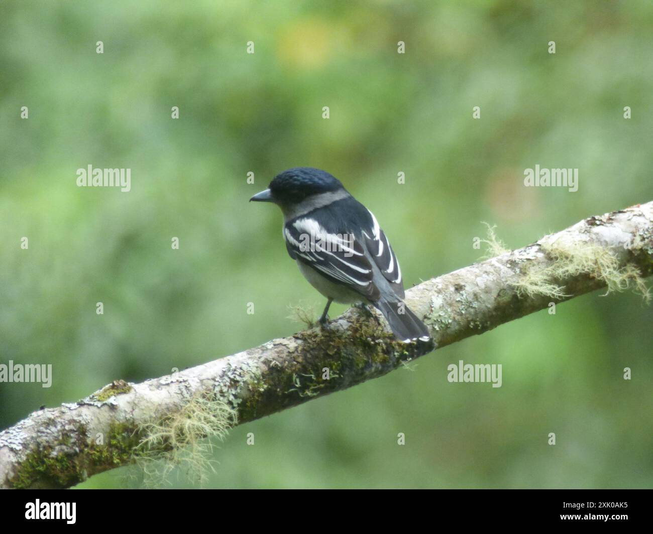 White-winged Becard (Pachyramphus polychopterus) Aves Stock Photo - Alamy